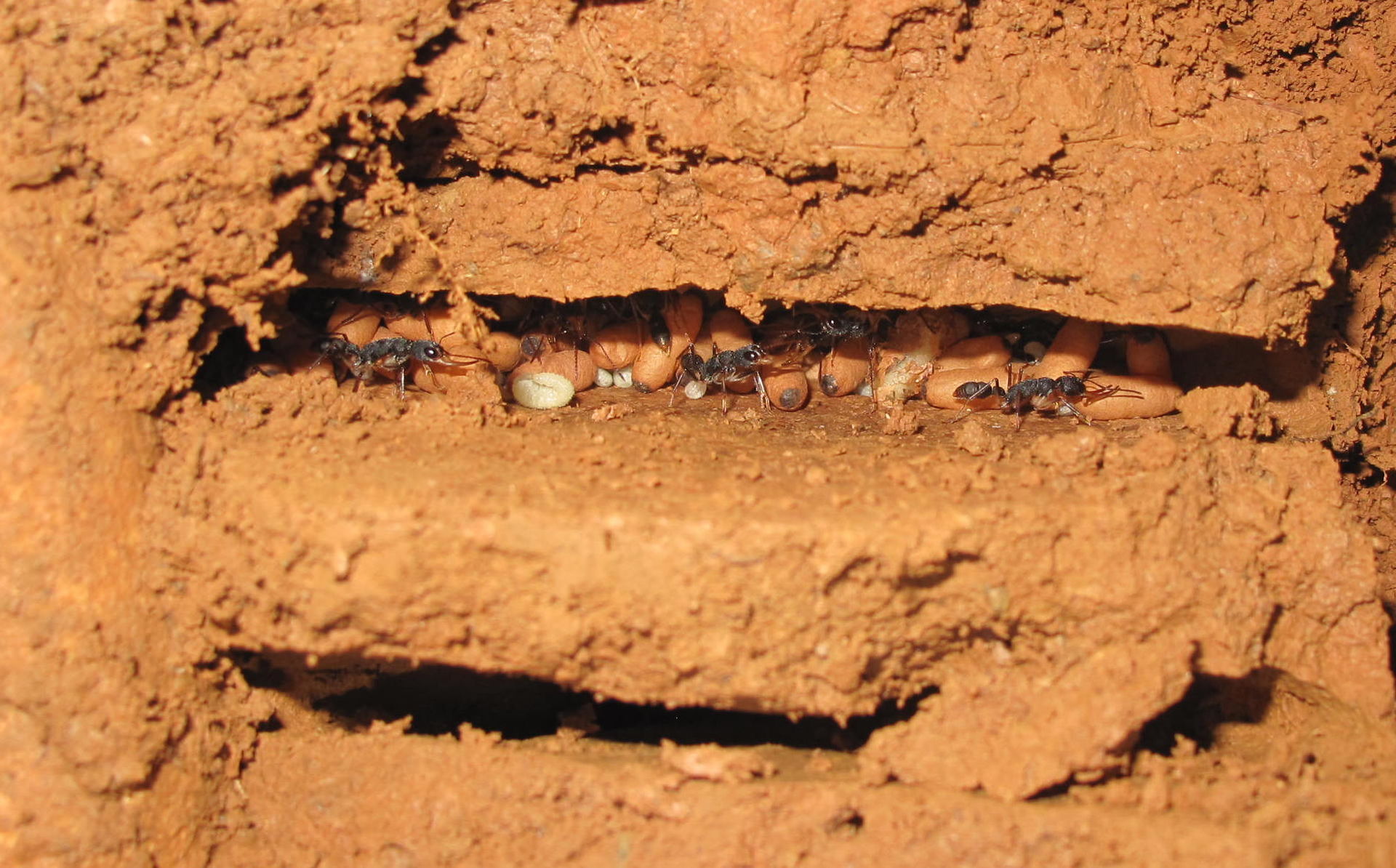 Harpegnathos venator - содержание и уход