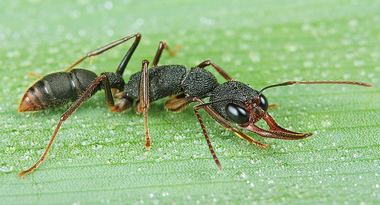 Harpegnathos venator - содержание и уход
