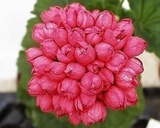HitFlora | Купить Пеларгония Patricia Andrea в интернет-магазине